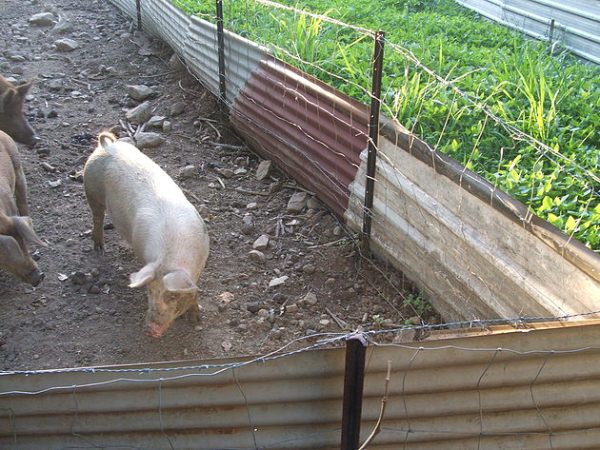 Gardening With Pig Power - Permaculture Realfood